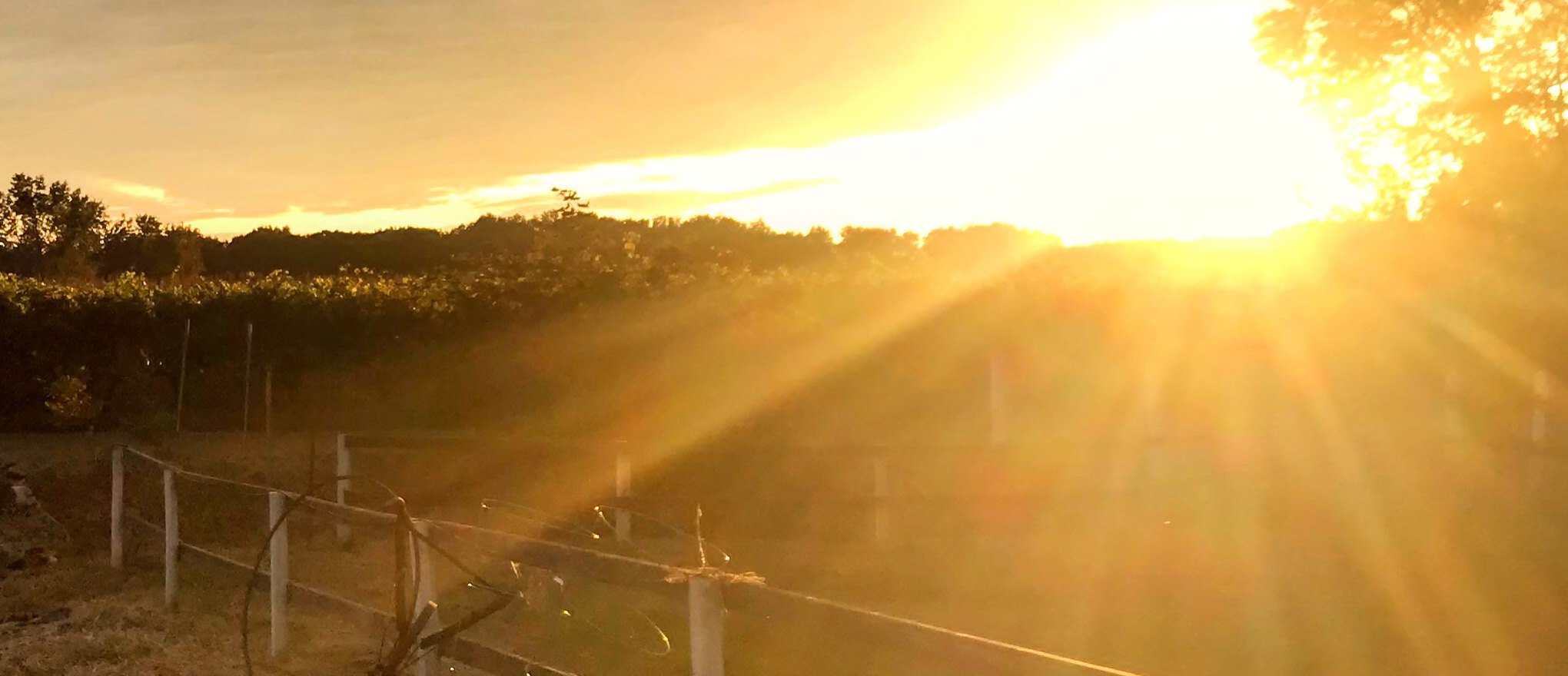 Salem Oak Vineyards | Visit South Jersey