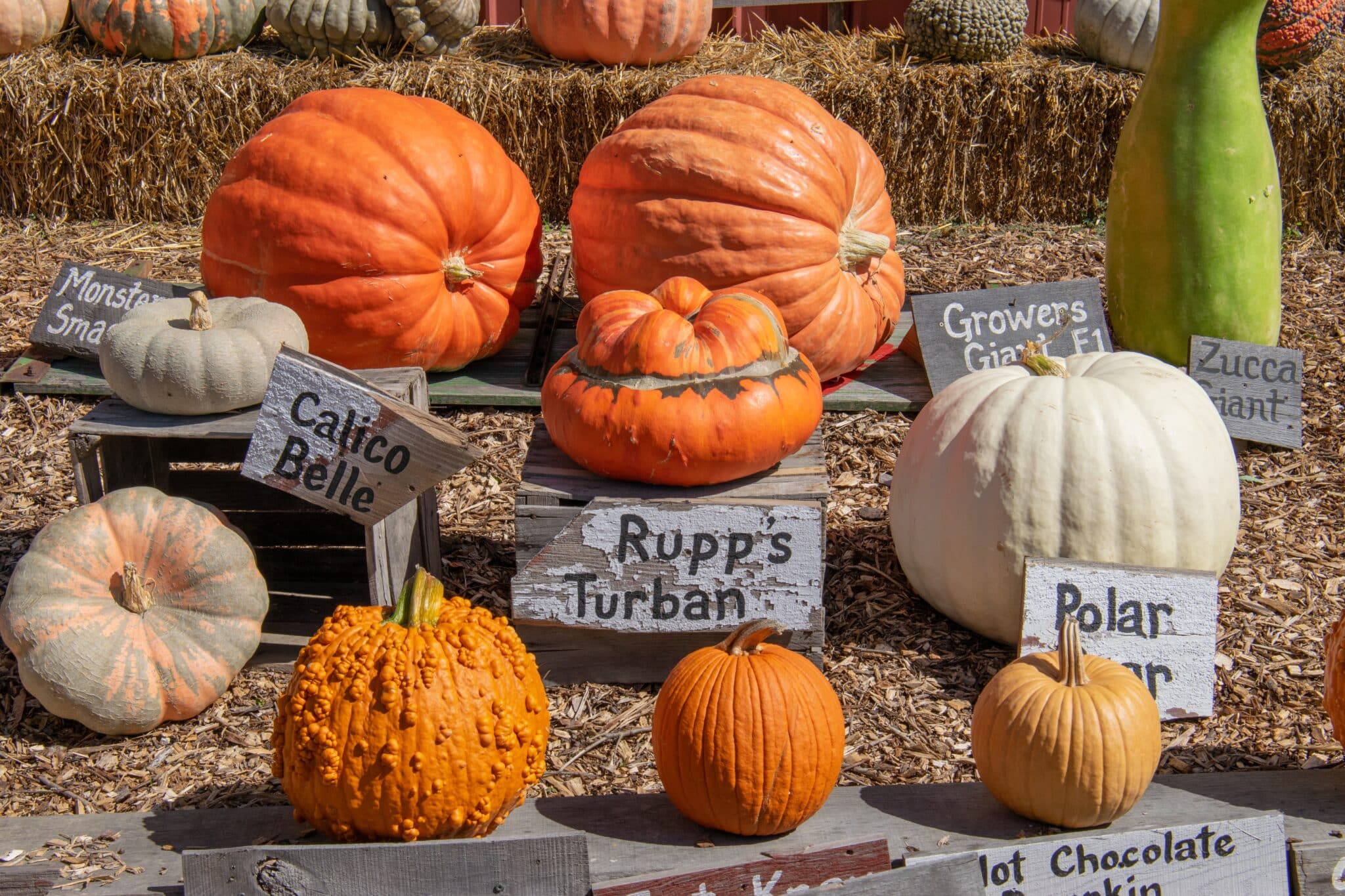 Best Pumpkin Picking in South Jersey | Visit South Jersey