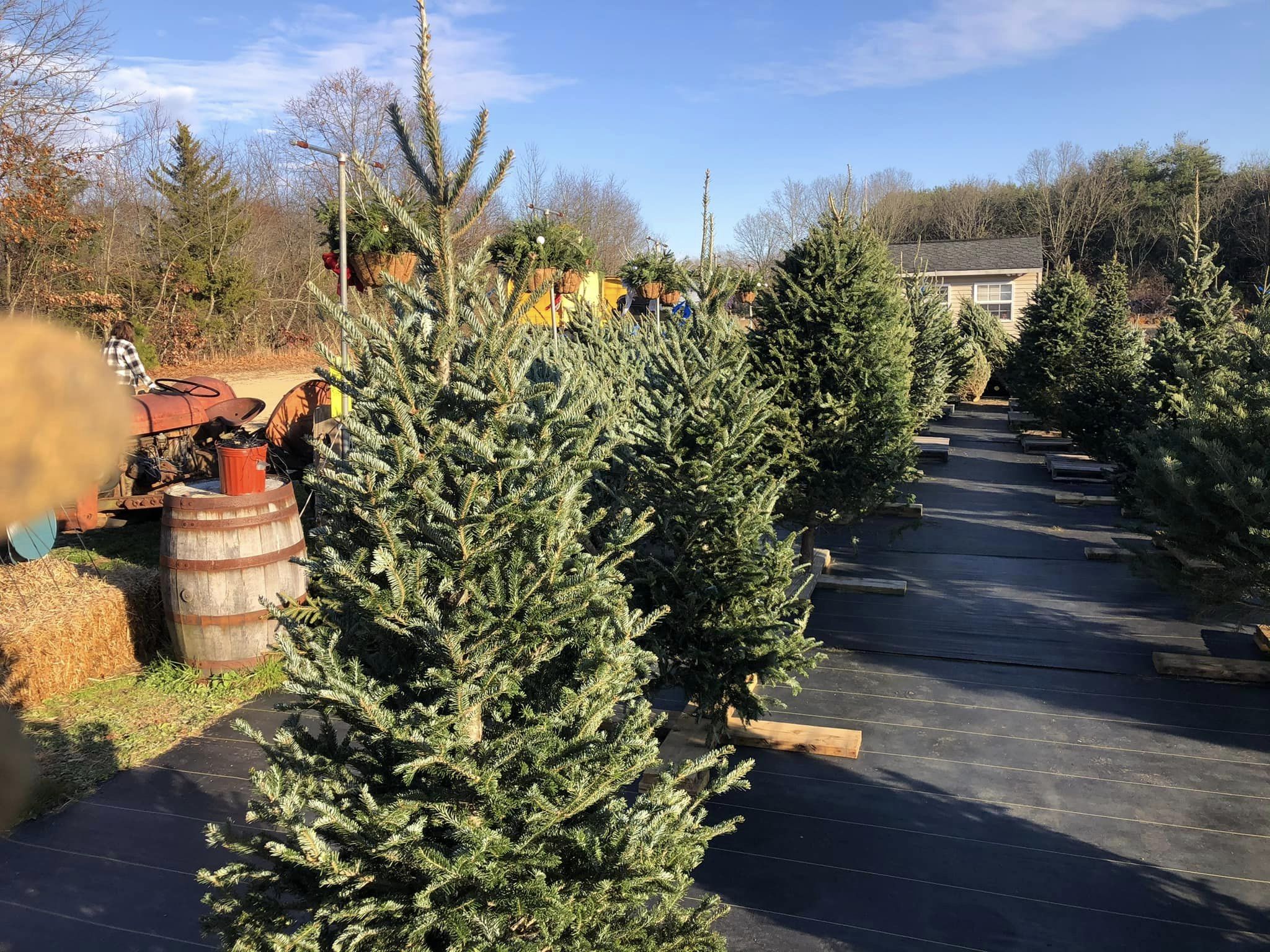 South Jersey Holiday Tree Picking | Visit South Jersey