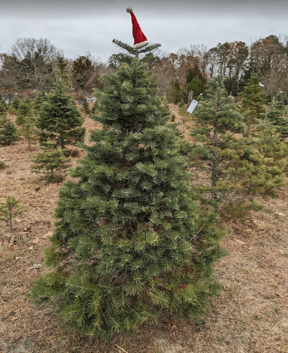 South Jersey Holiday Tree Picking | Visit South Jersey